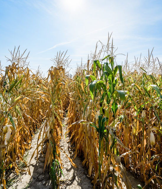 Salvage Your Drought-Affected Corn - Countryside